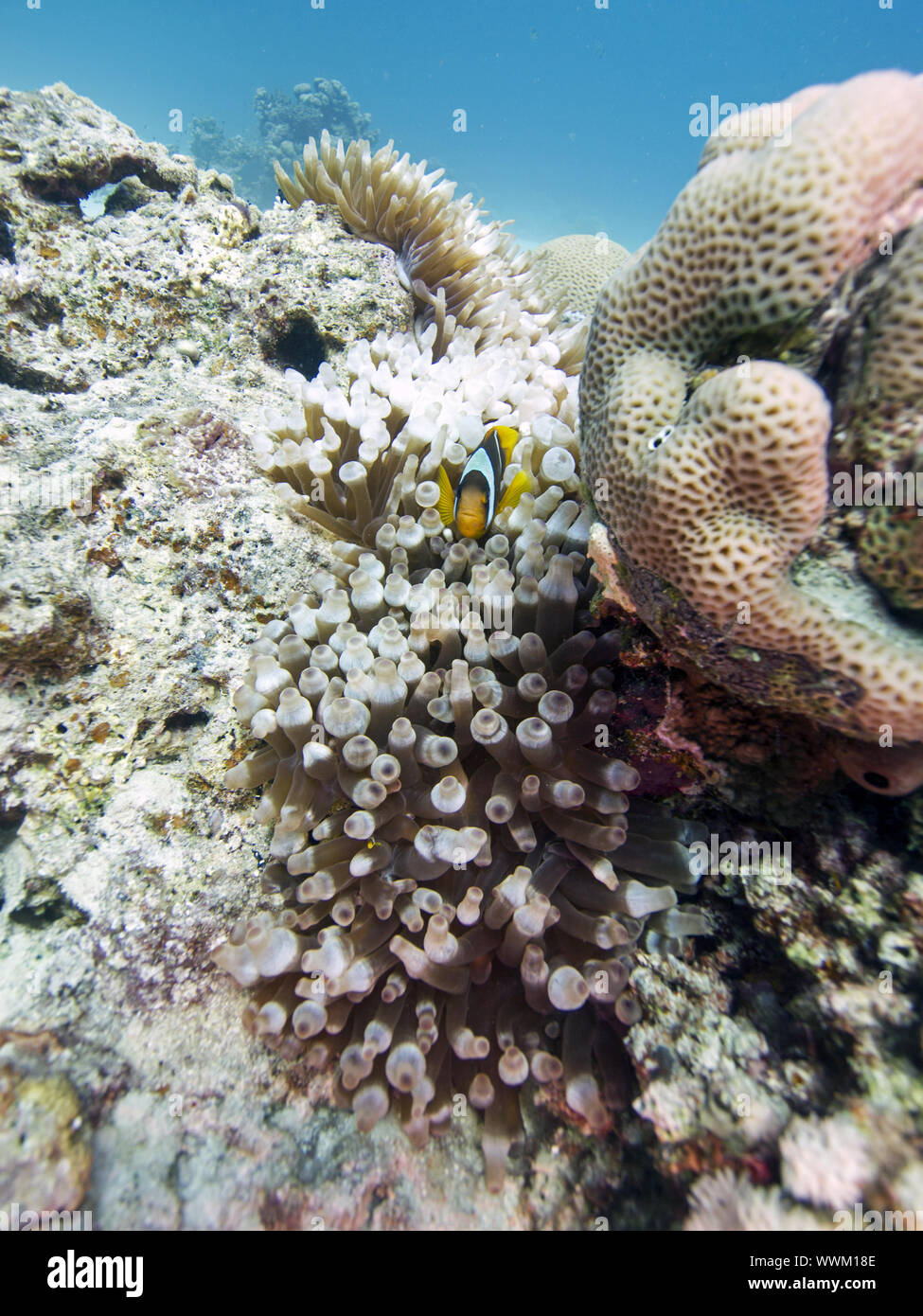 Animal bony fishes hi-res stock photography and images - Alamy