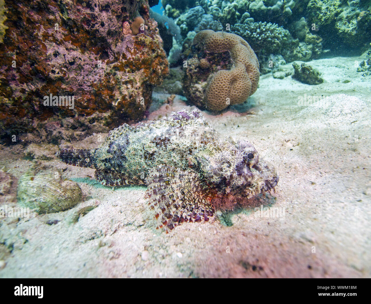 Egypt reef fish hi-res stock photography and images - Alamy