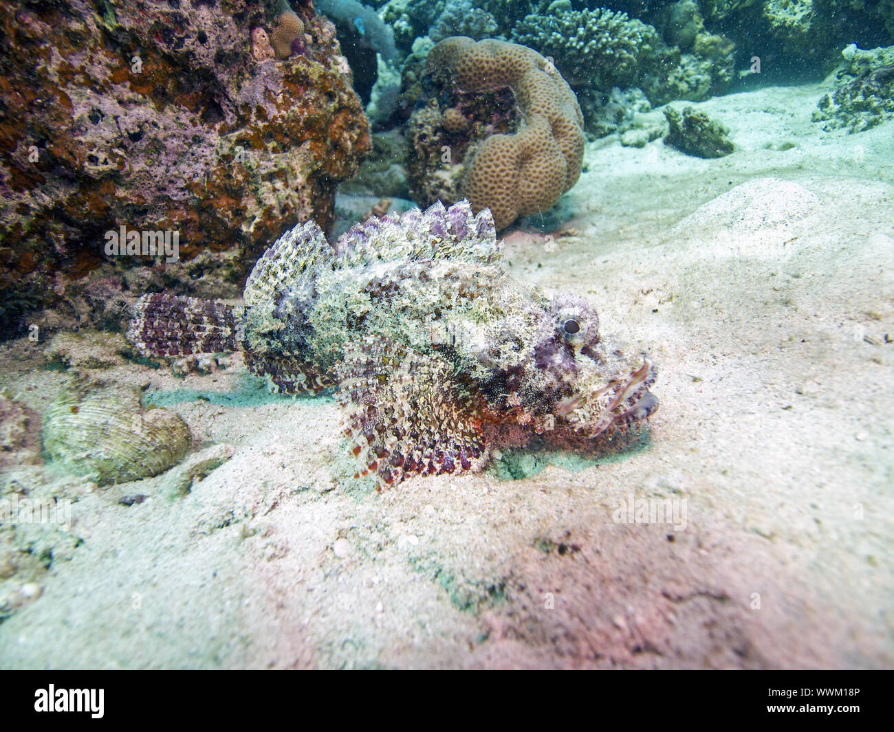 Reef scorpionfish hi-res stock photography and images - Alamy