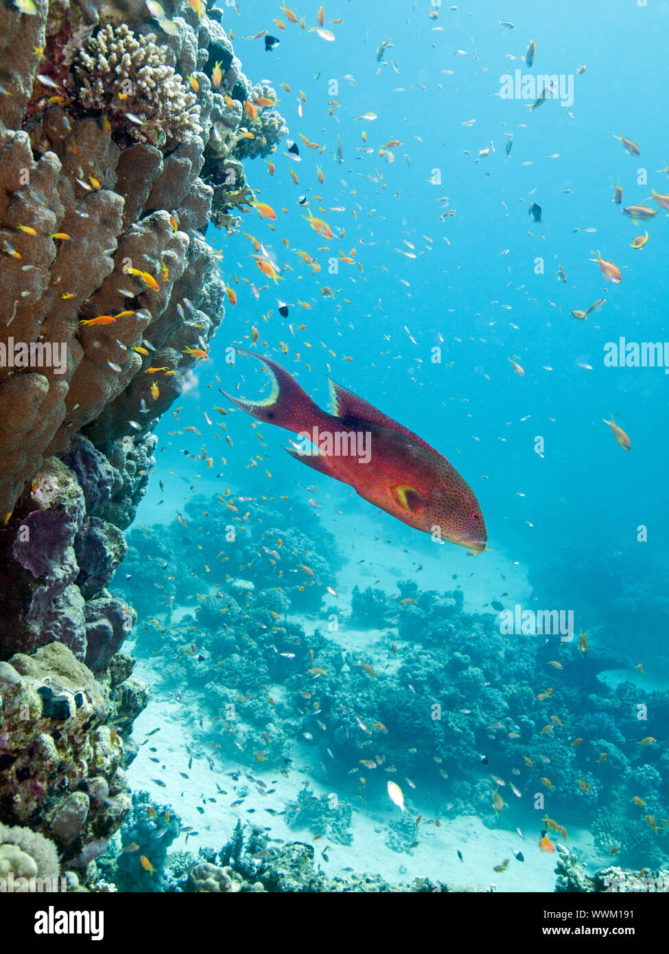 Moon grouper hi-res stock photography and images - Alamy