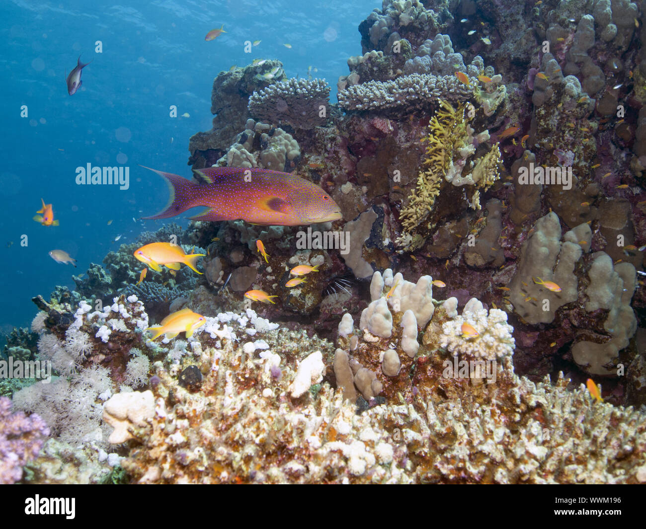 Moon grouper (Variola louti Stock Photo - Alamy