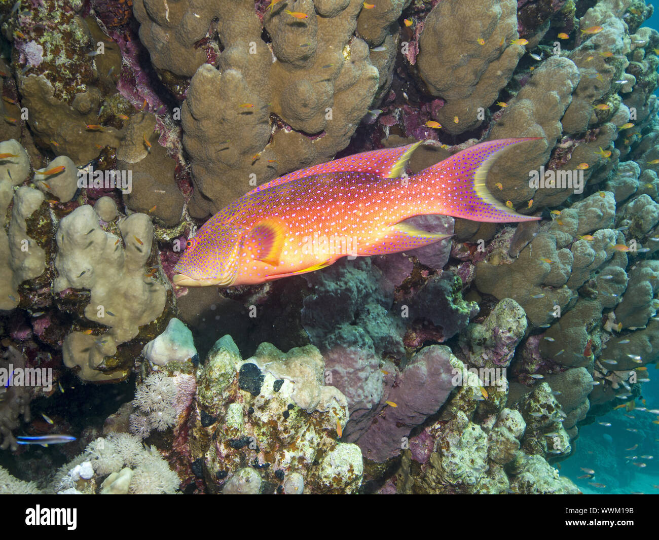 Moon grouper (Variola louti Stock Photo - Alamy