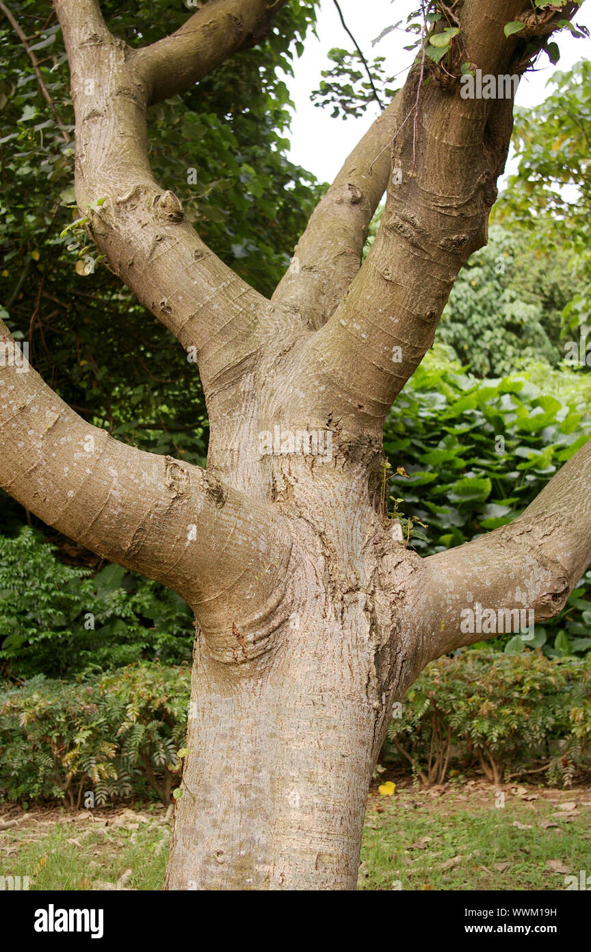 Tree wood bark vein hi-res stock photography and images - Alamy