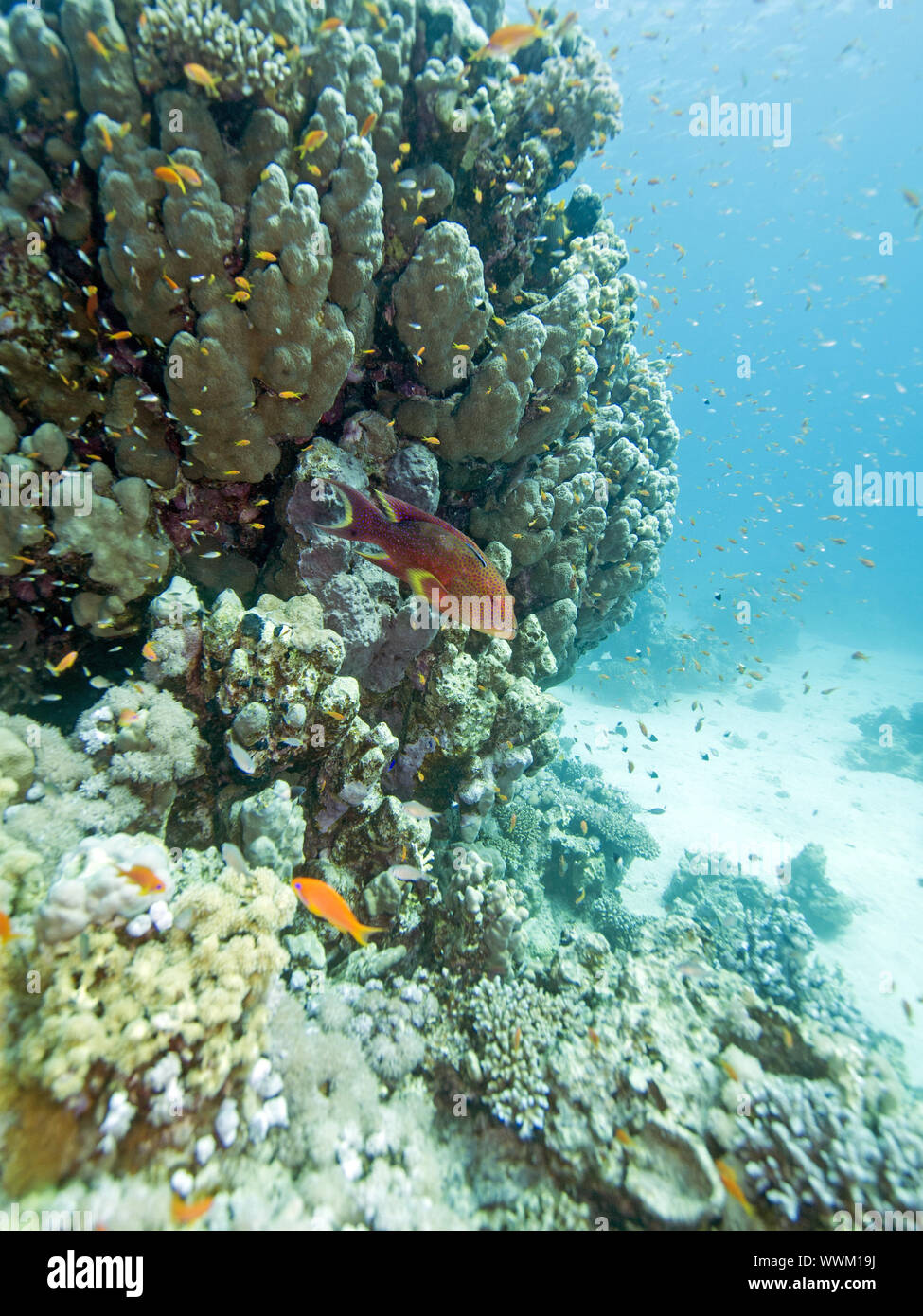 Moon grouper hi-res stock photography and images - Alamy