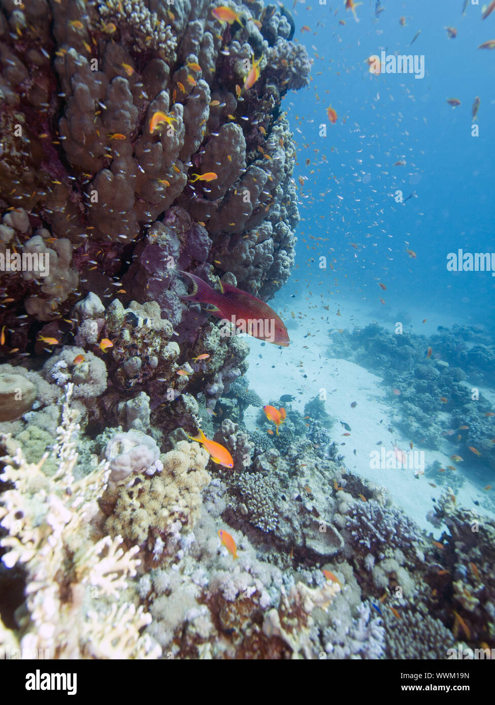 Moon grouper hi-res stock photography and images - Alamy