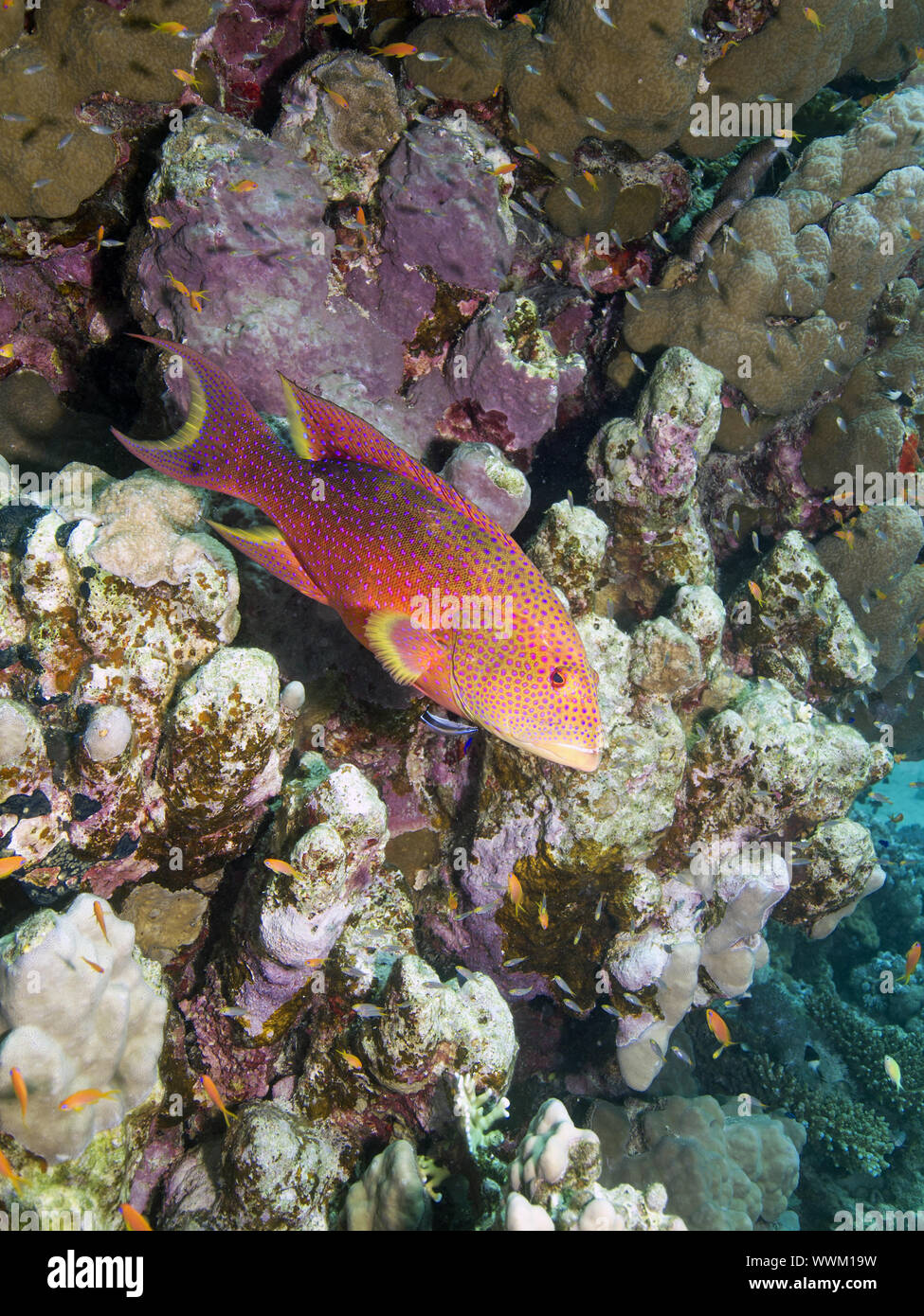 Moon grouper hi-res stock photography and images - Alamy