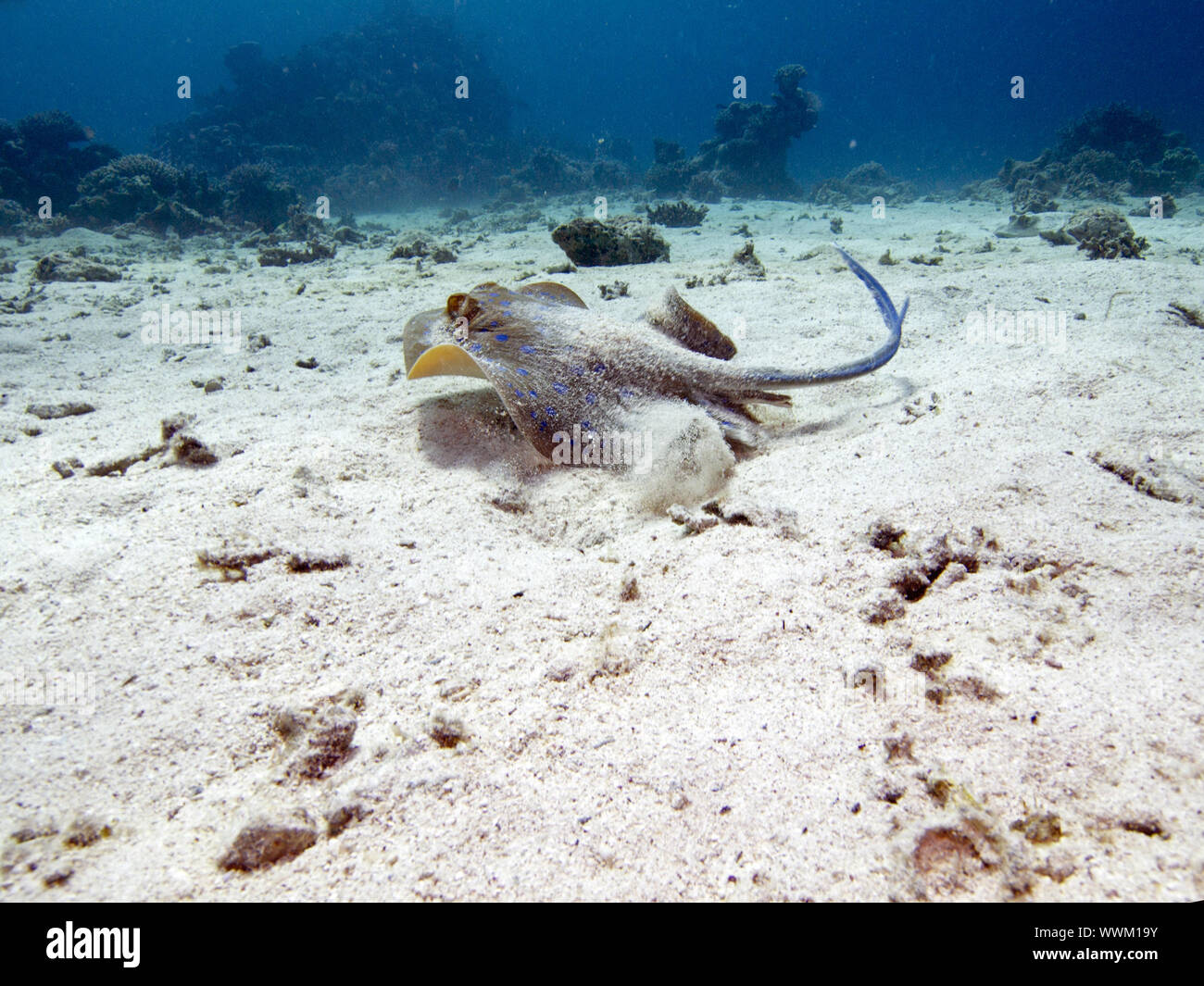 bluespotted ribbontail ray Stock Photo - Alamy
