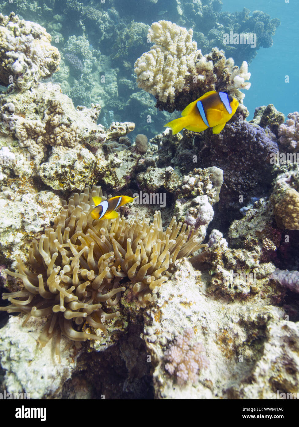 Teleost Fishes Stock Photos & Teleost Fishes Stock Images - Alamy