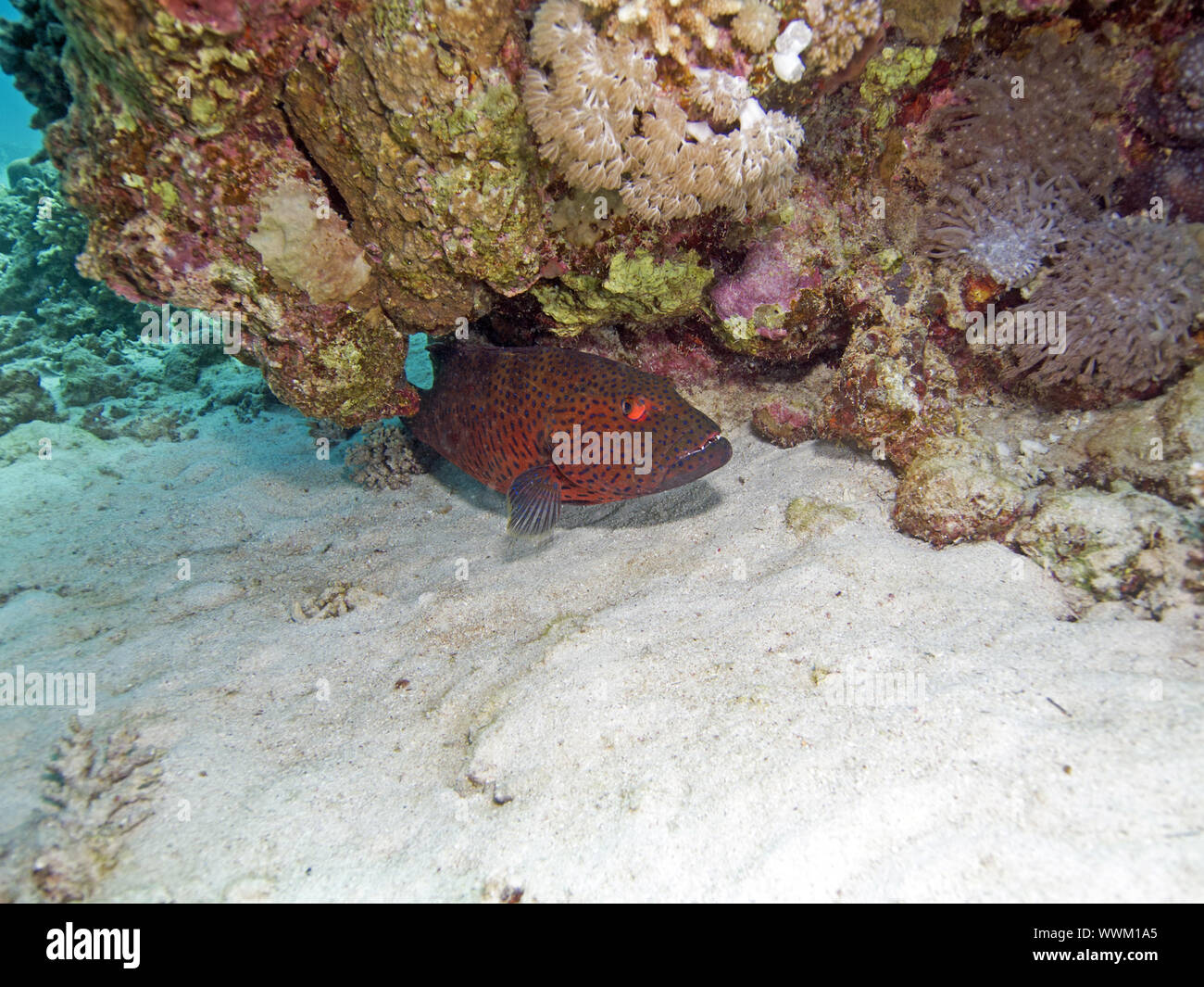 Miniata grouper hi-res stock photography and images - Alamy