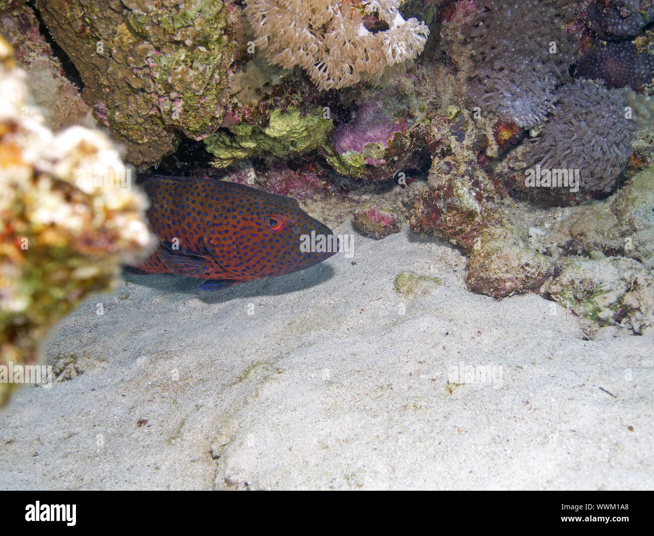 Miniata grouper hi-res stock photography and images - Alamy