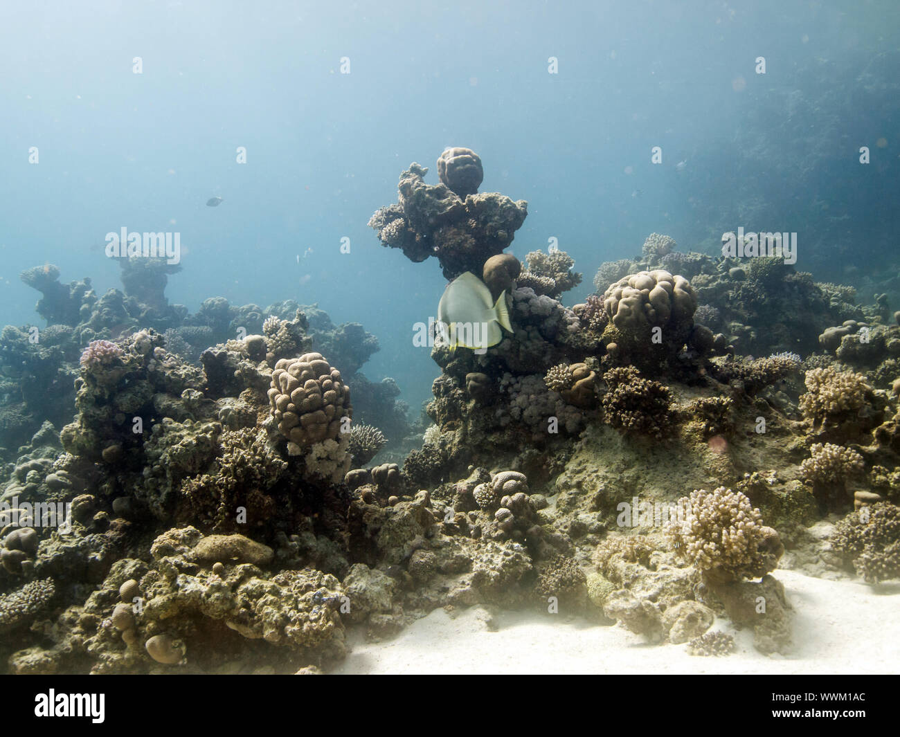 Batfish red hi-res stock photography and images - Alamy