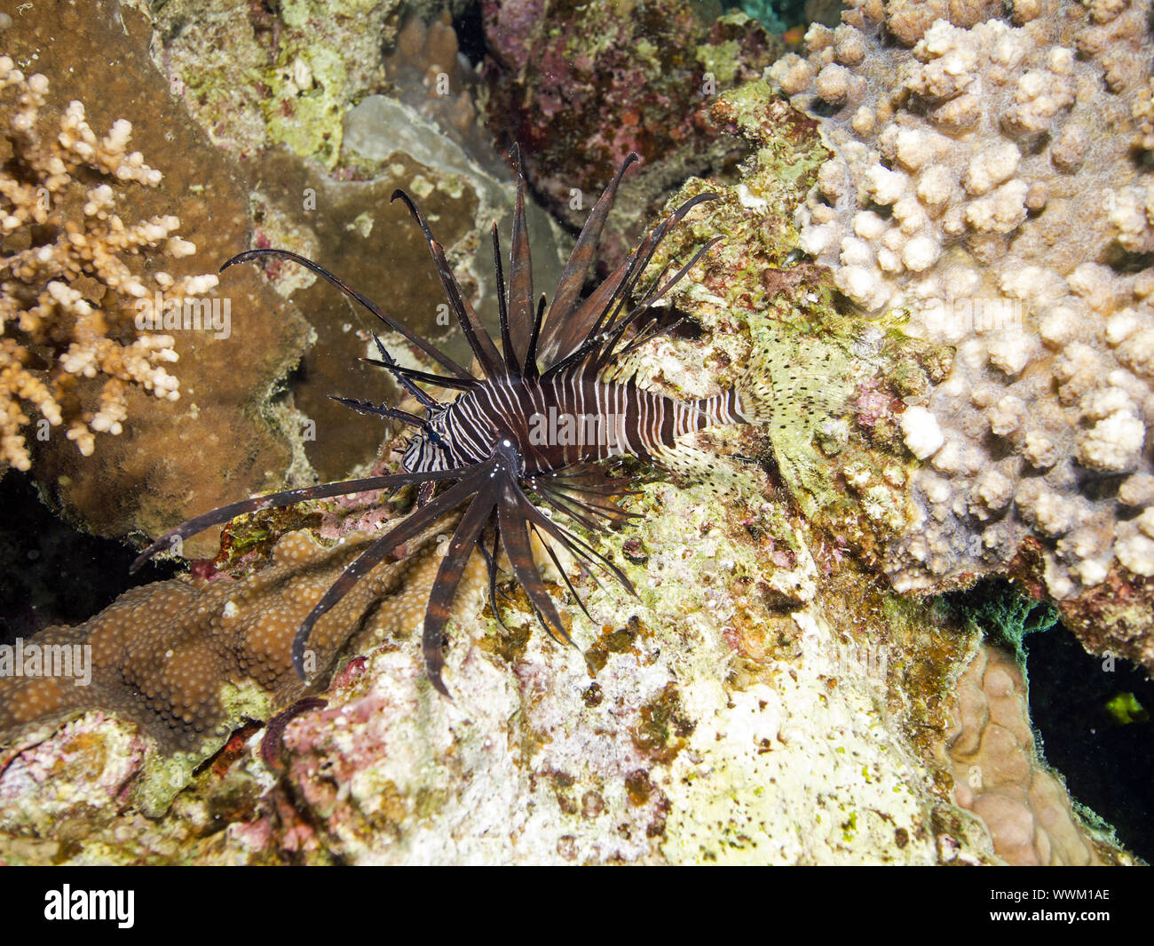 Red devil fish hi-res stock photography and images - Alamy