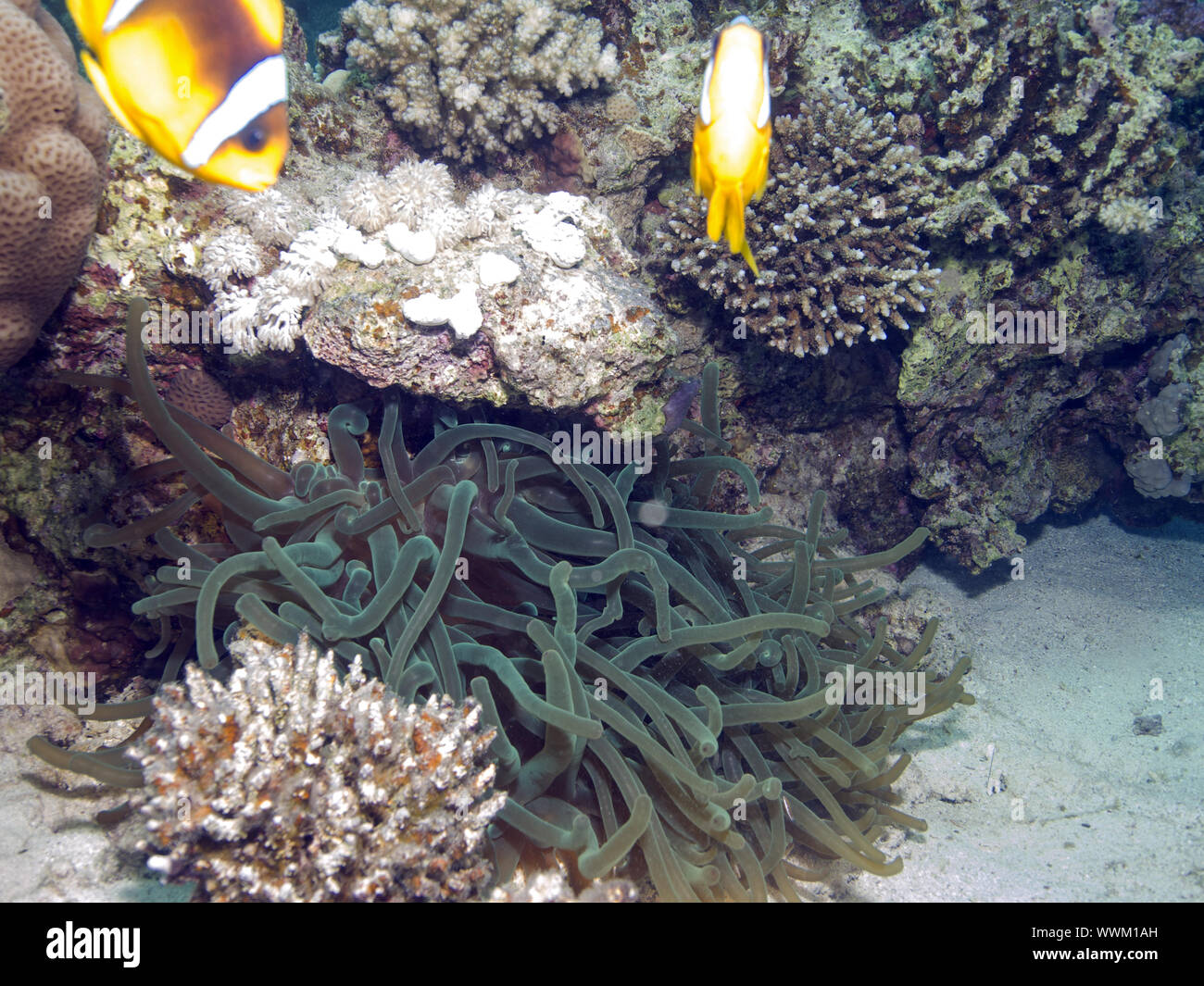 Clownfishes hi-res stock photography and images - Alamy