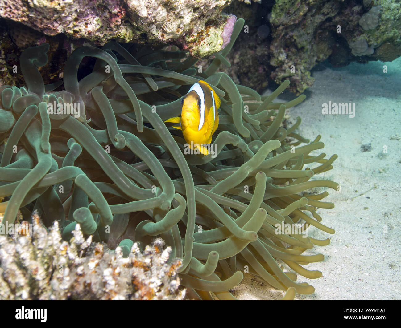 Clownfish behavior hi-res stock photography and images - Alamy
