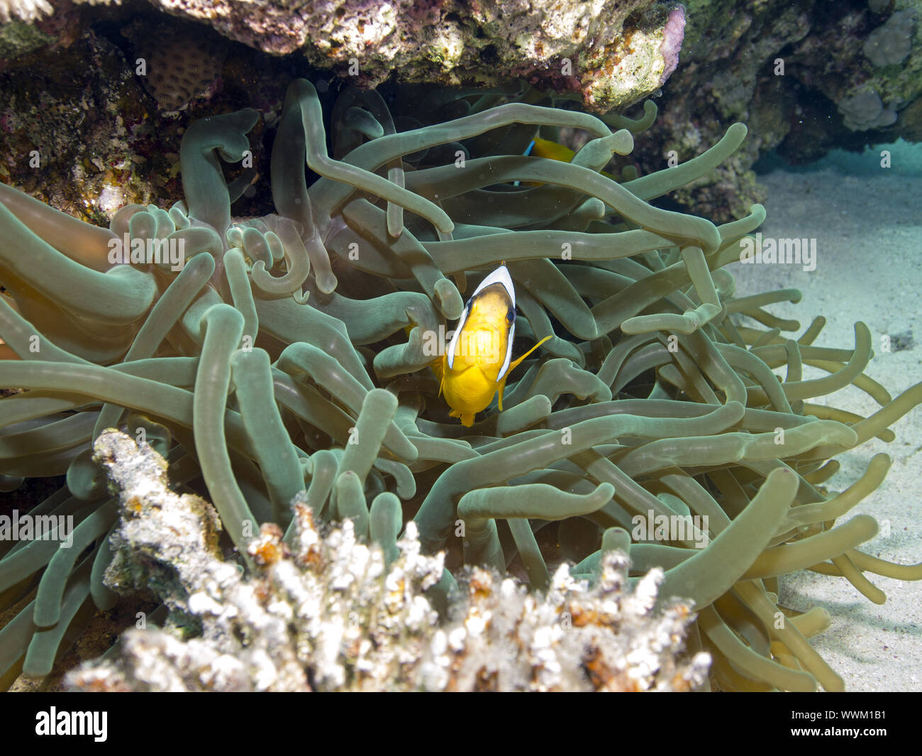 Reef behavior hi-res stock photography and images - Alamy