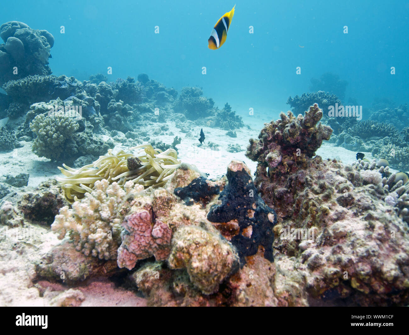 Anemo fish hi-res stock photography and images - Alamy