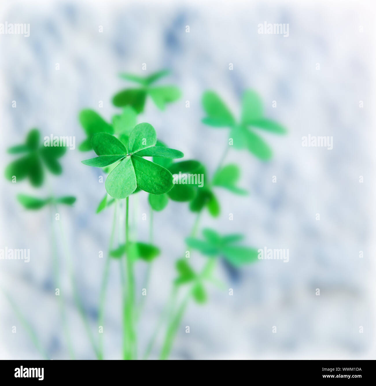 Picture clover leaves hi-res stock photography and images - Alamy