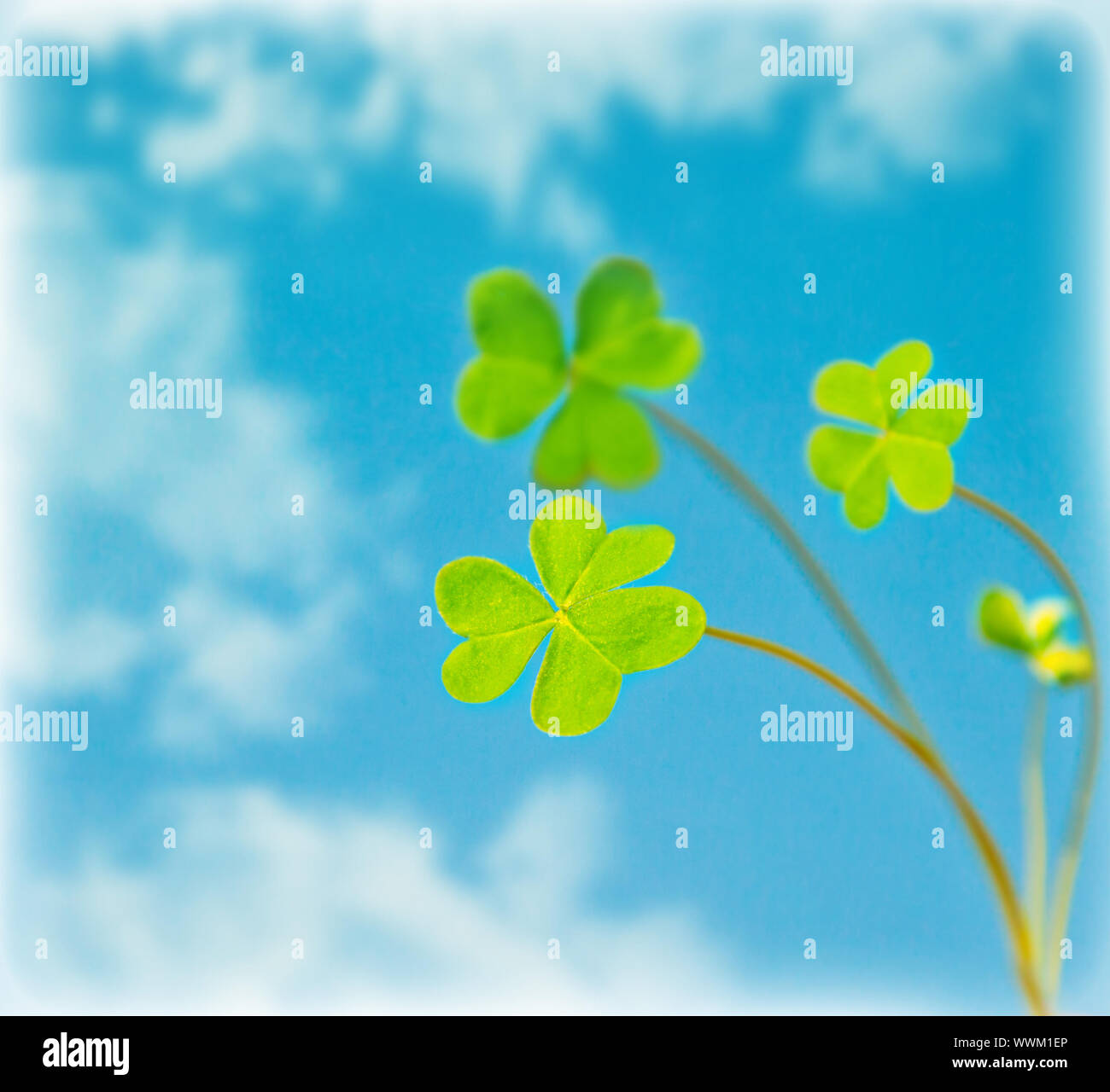 Green four leaf clover border hi-res stock photography and images - Alamy