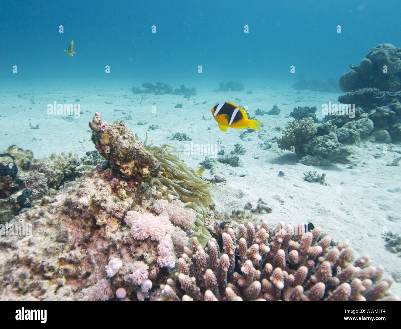 Teleost fishes hi-res stock photography and images - Alamy