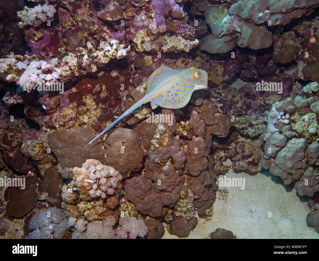bluespotted ribbontail ray Stock Photo - Alamy