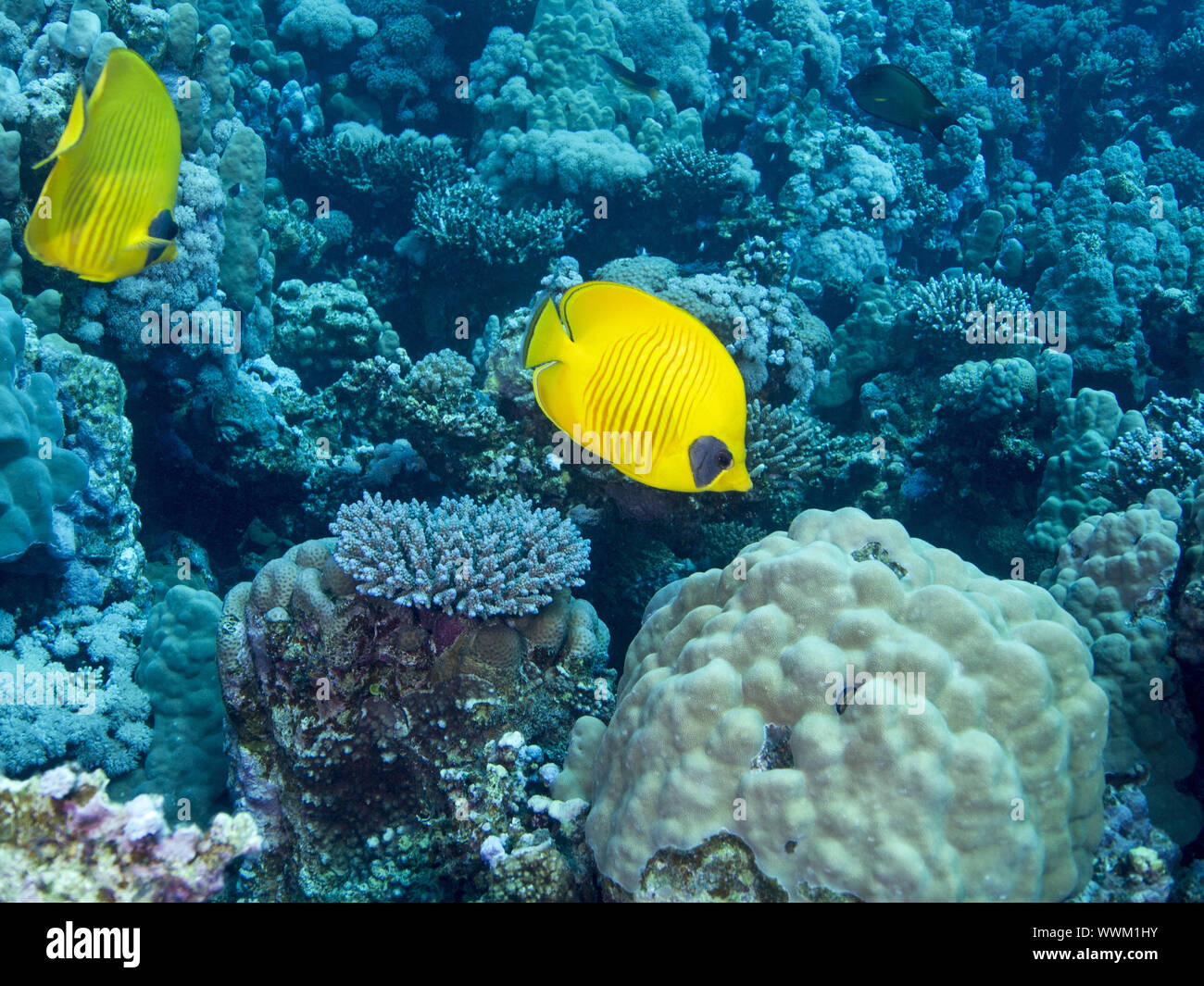 Blue cheeked butterflyfish hi-res stock photography and images - Alamy