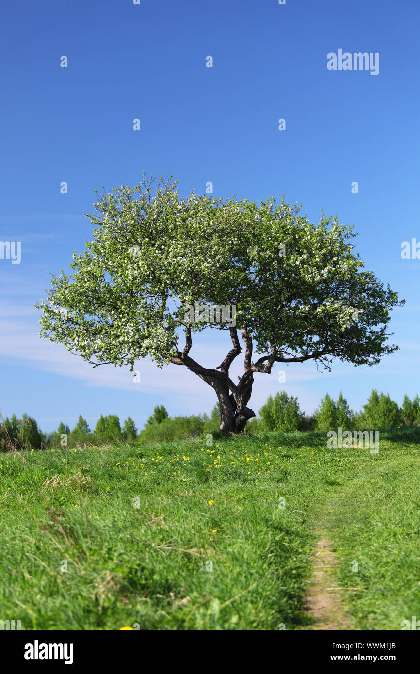 alone tree on green grass field Stock Photo - Alamy