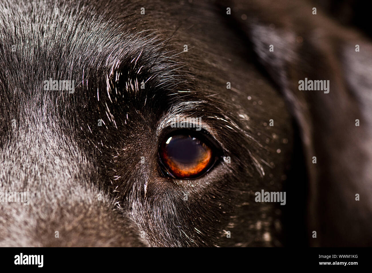 Labrador close-up - eyes Stock Photo - Alamy