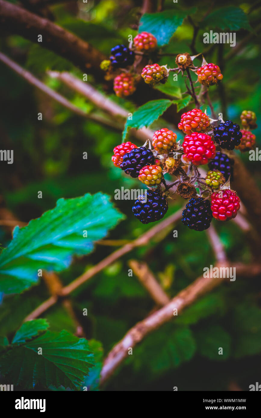 Brambles forest hi-res stock photography and images - Alamy