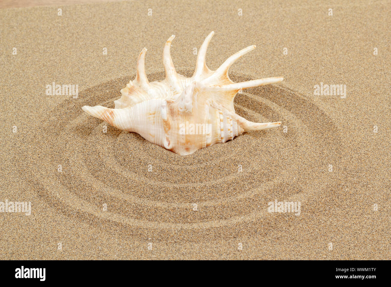 seashell with sand as background Stock Photo - Alamy