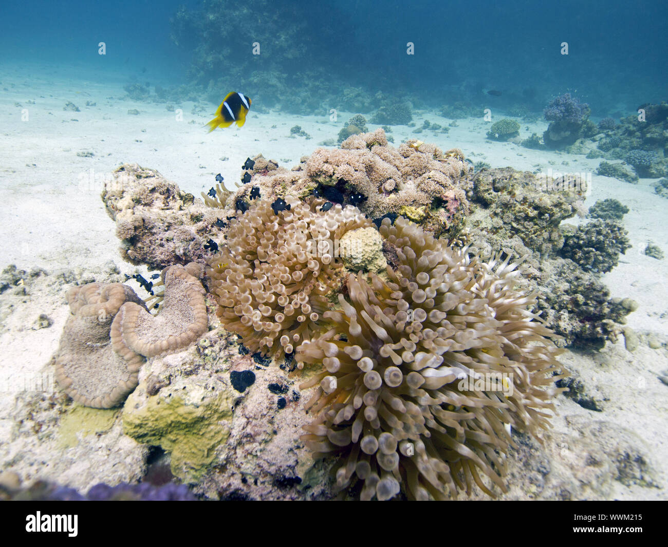 Teleost fishes hi-res stock photography and images - Alamy