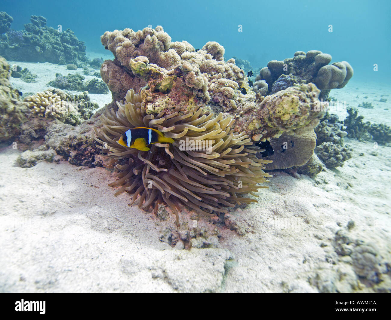 Teleost fishes hi-res stock photography and images - Alamy