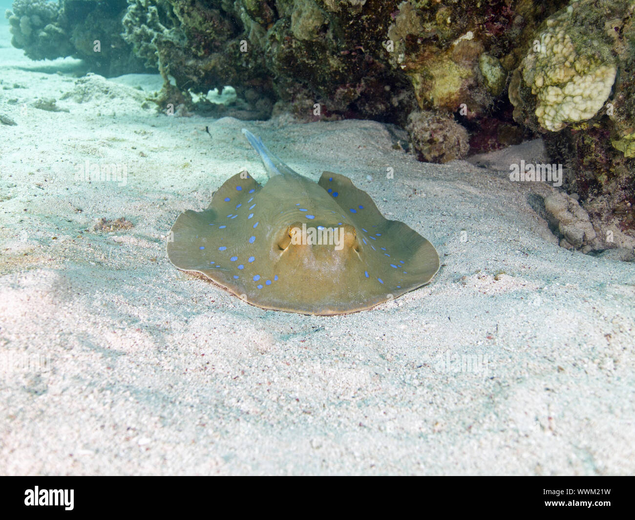 Bluespotted ribbontail stingray taeniura hi-res stock photography and ...