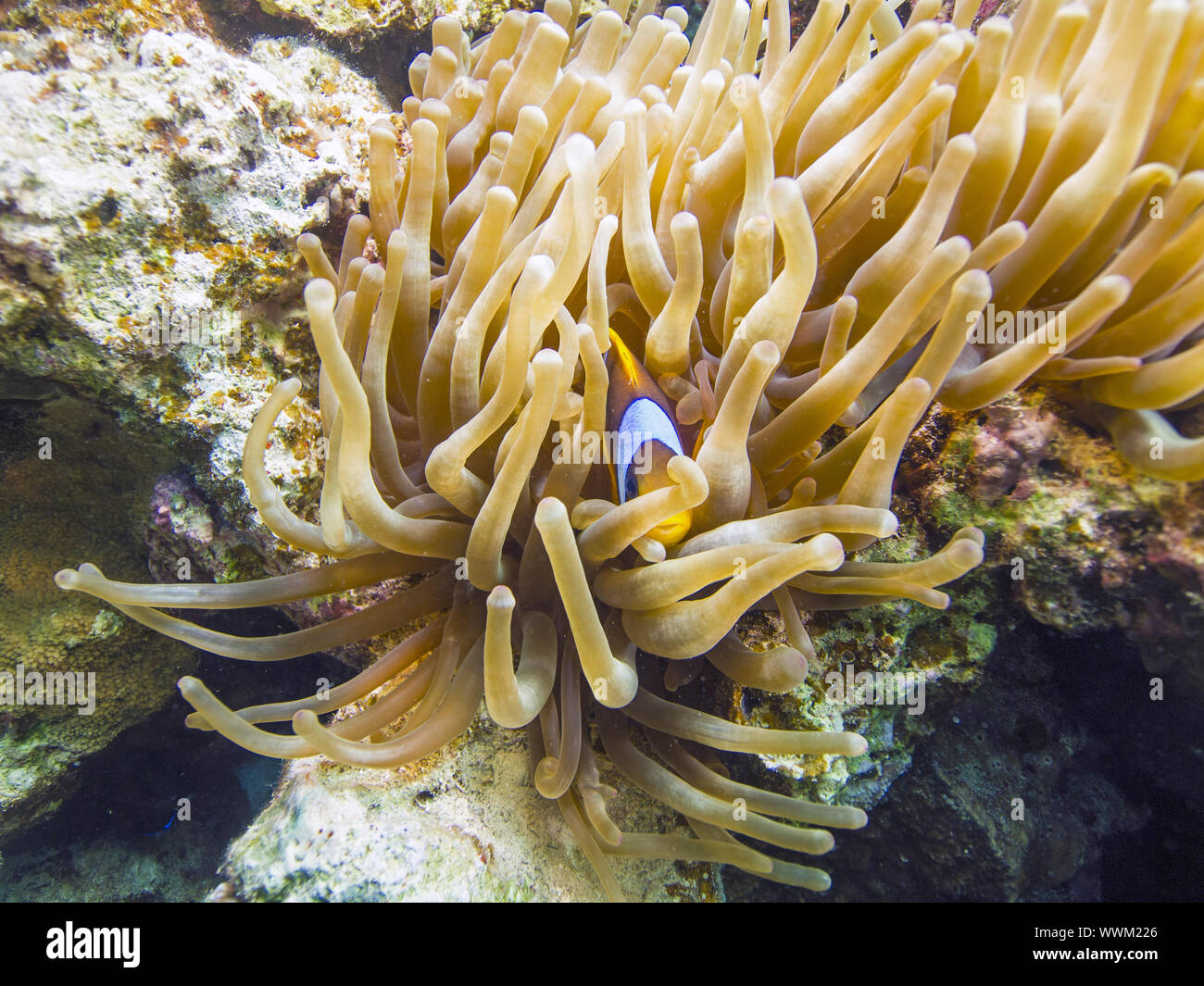 Teleost fishes hi-res stock photography and images - Alamy