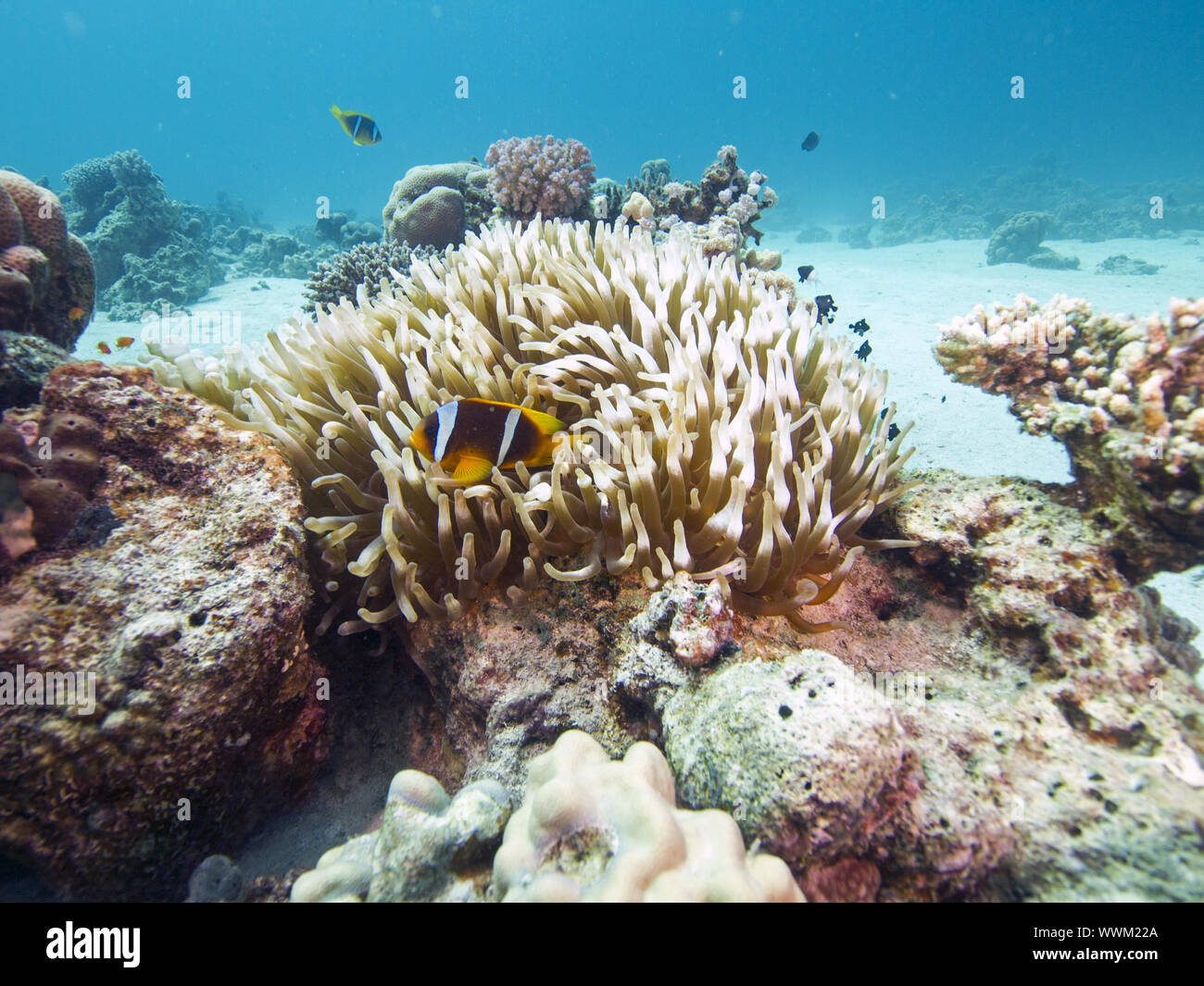 Reef behavior hi-res stock photography and images - Alamy