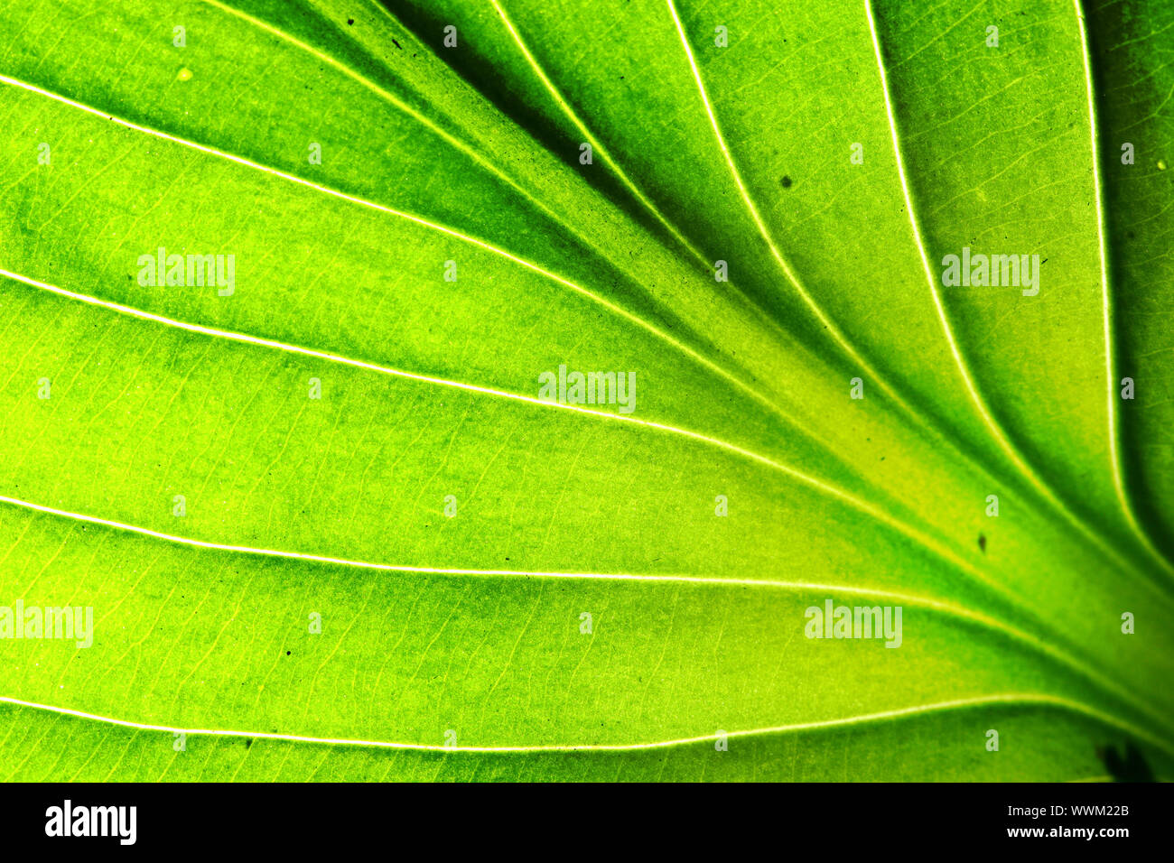 Contrasting leaf structure hi-res stock photography and images - Alamy