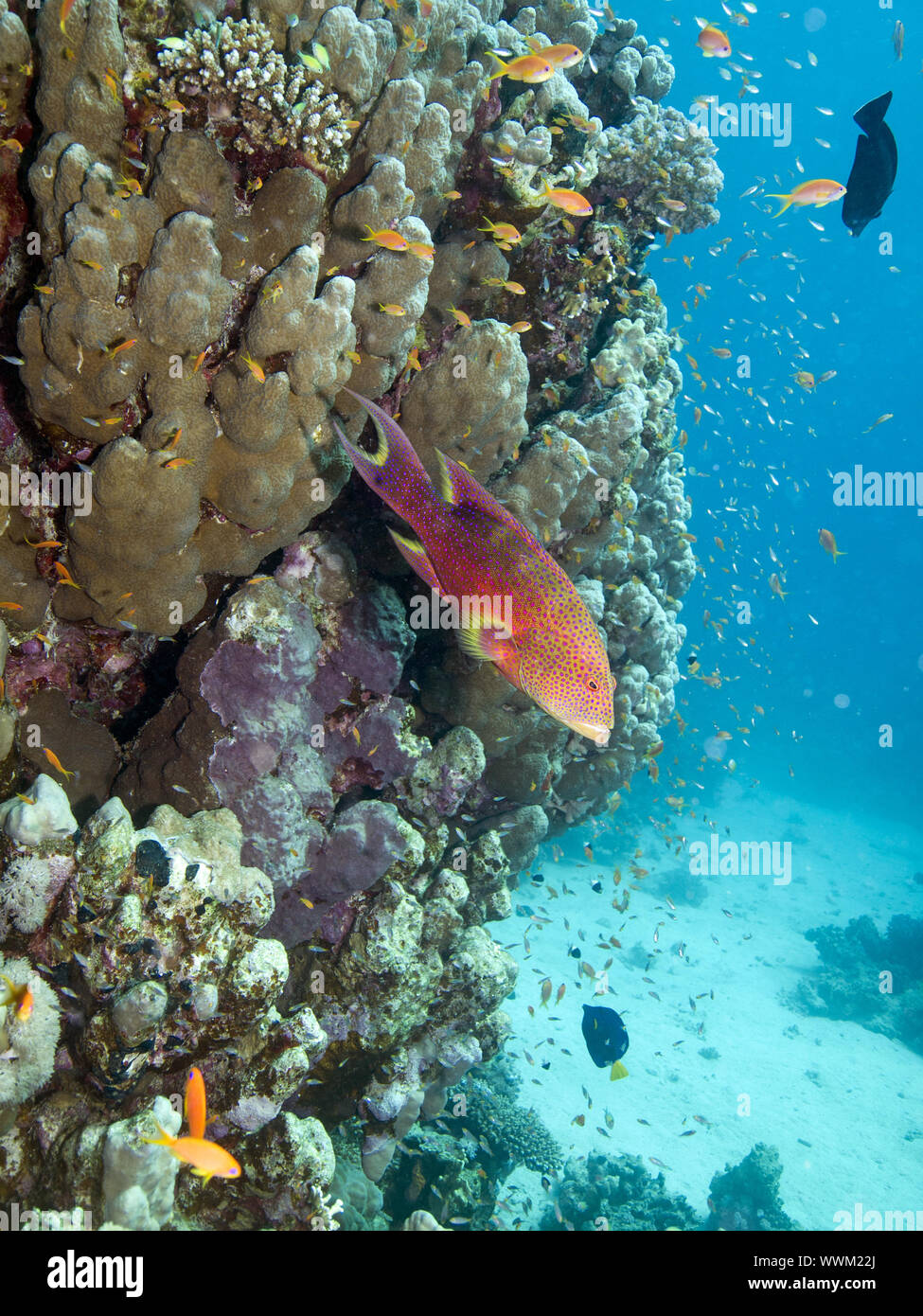 Moon grouper (Variola louti Stock Photo - Alamy
