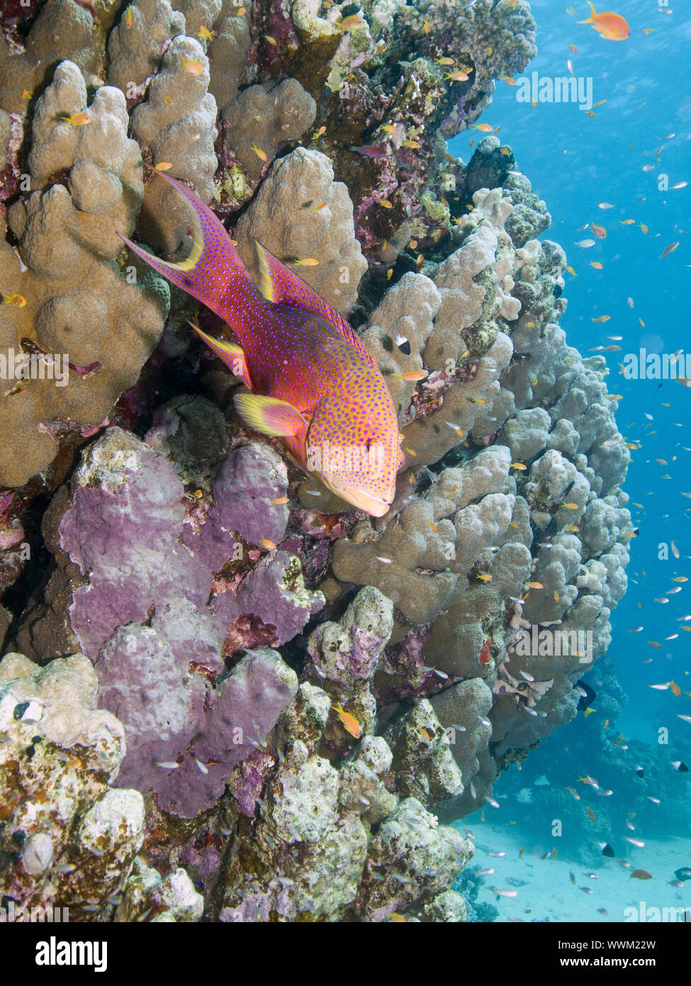 Moon grouper hi-res stock photography and images - Alamy