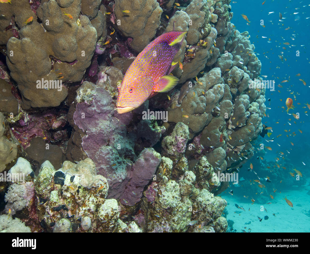 Moon grouper (Variola louti Stock Photo - Alamy