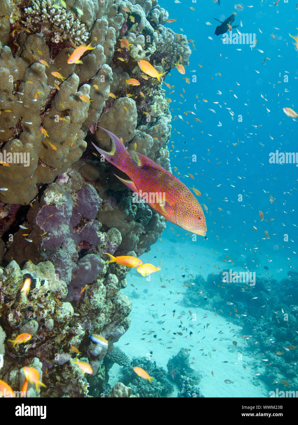 Wildlife and moon hi-res stock photography and images - Alamy