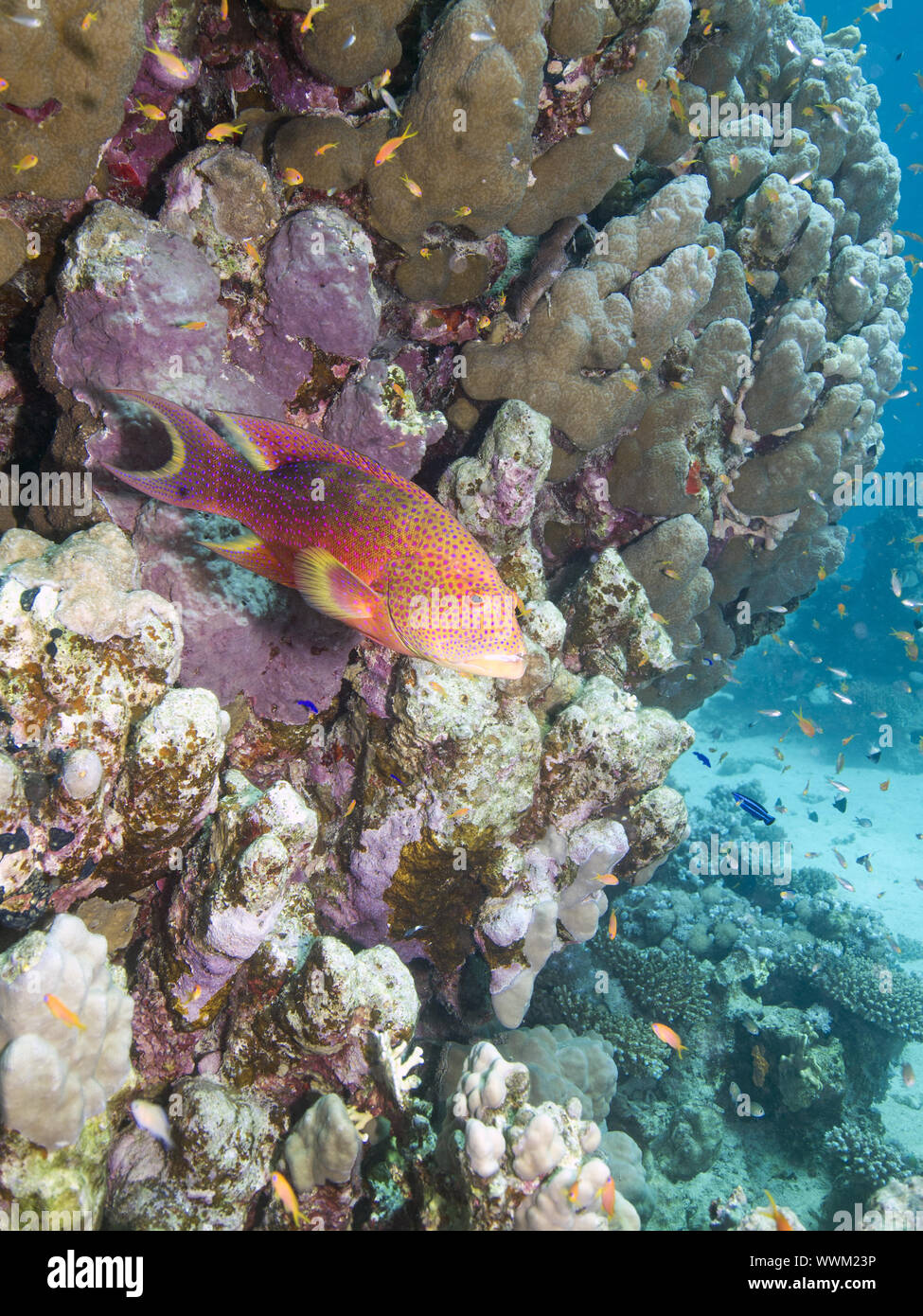 Moon grouper hi-res stock photography and images - Alamy