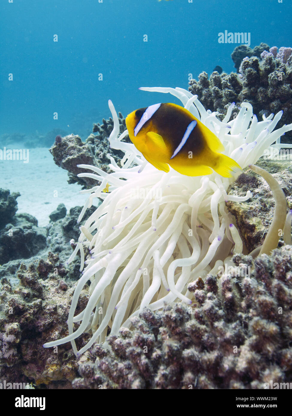 Teleost fishes hi-res stock photography and images - Alamy