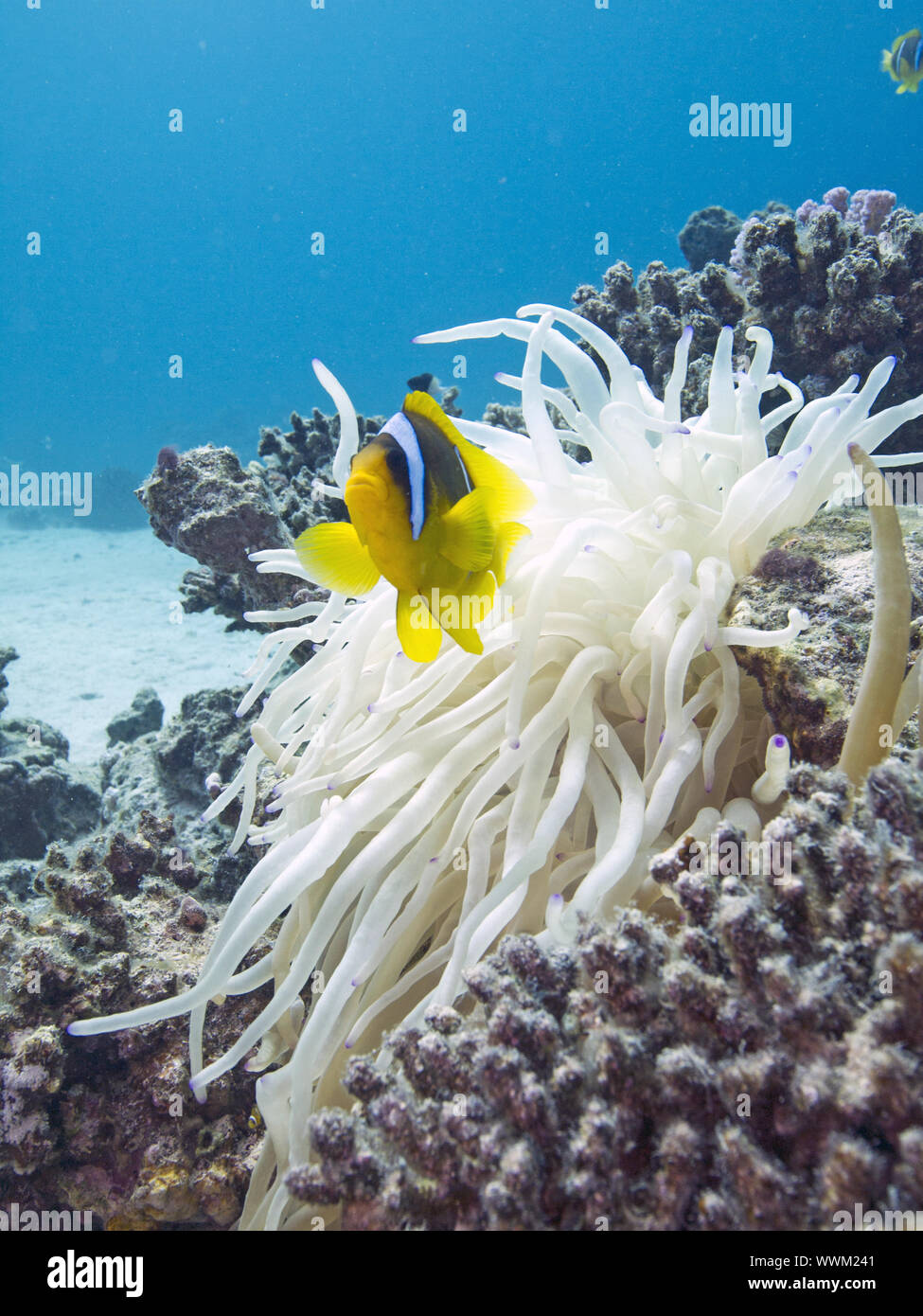 Fish symbiosis hi-res stock photography and images - Alamy