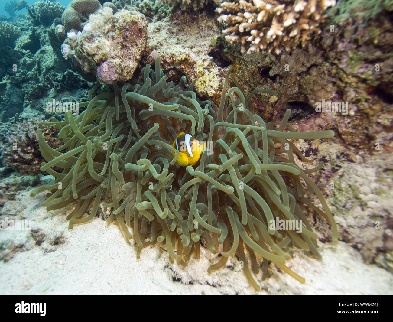 Teleost fishes hi-res stock photography and images - Alamy