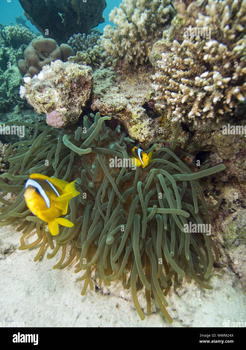 Teleost fishes hi-res stock photography and images - Alamy