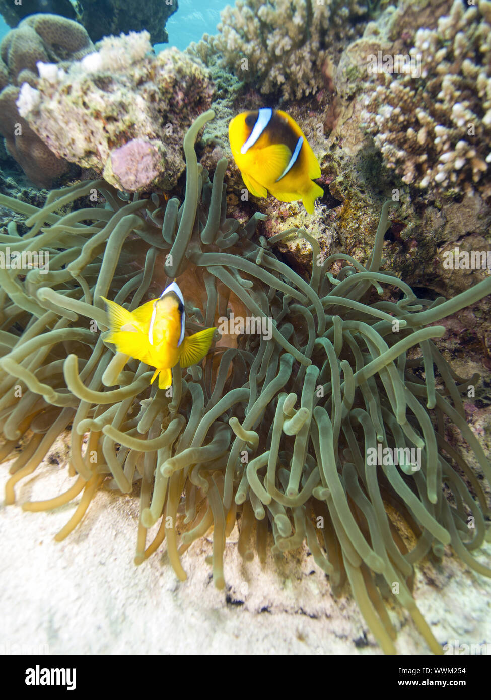 Clownfish behavior hi-res stock photography and images - Alamy