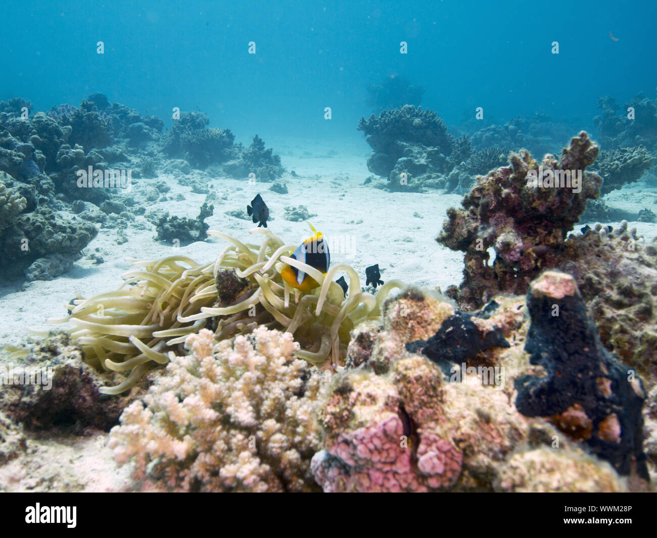 Seawater fish hi-res stock photography and images - Alamy