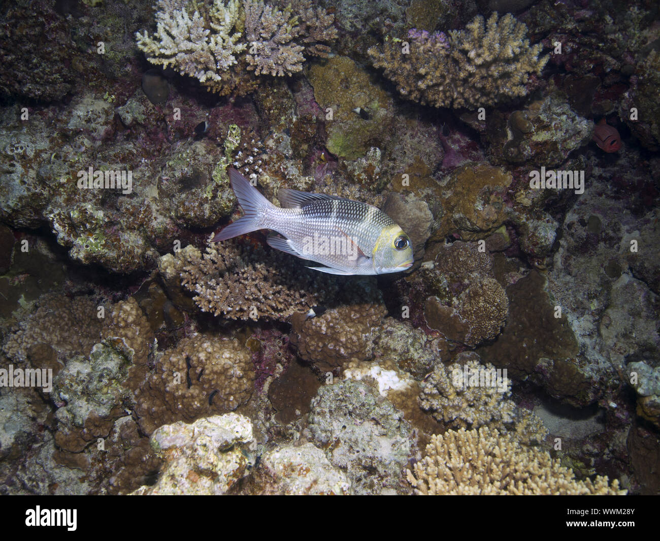 Schnapper hi-res stock photography and images - Alamy