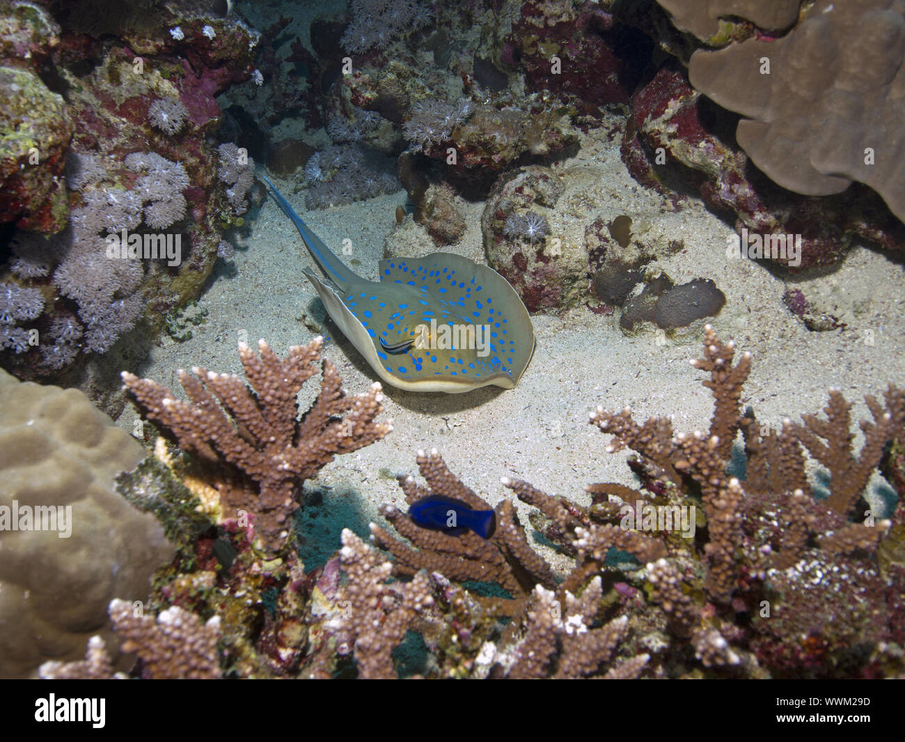 bluespotted ribbontail ray Stock Photo - Alamy