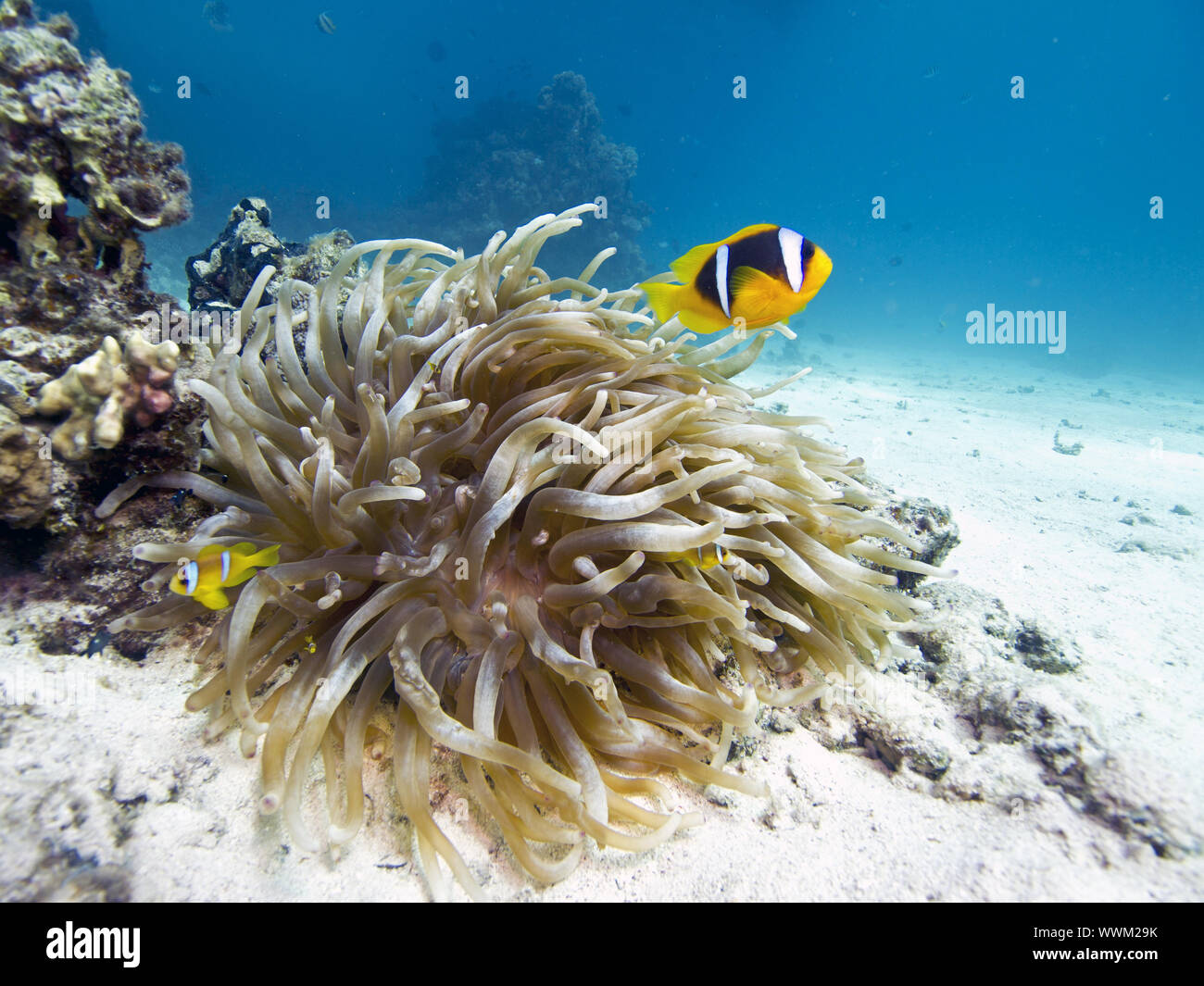 Anemone anemonefish bony fishes hi-res stock photography and images - Alamy