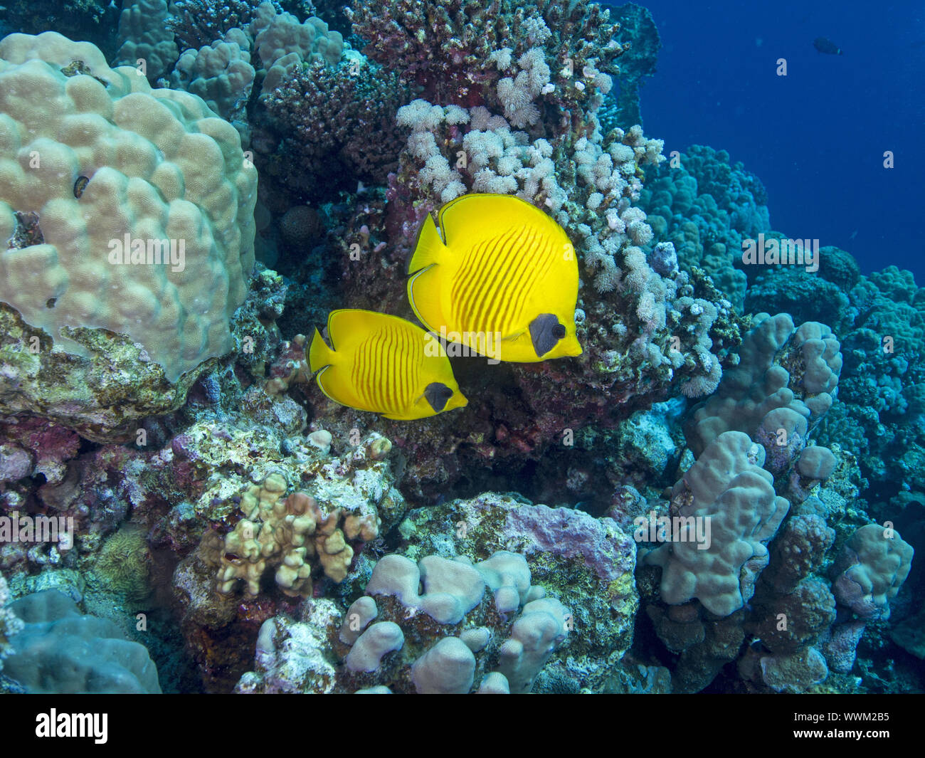Blue cheeked butterflyfish hi-res stock photography and images - Alamy